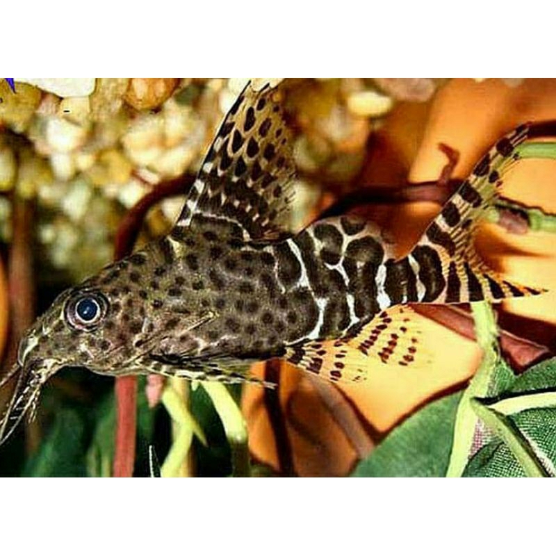 Harga Synodontis Catfish Terbaru Jun 2026 | BigGo Indonesia