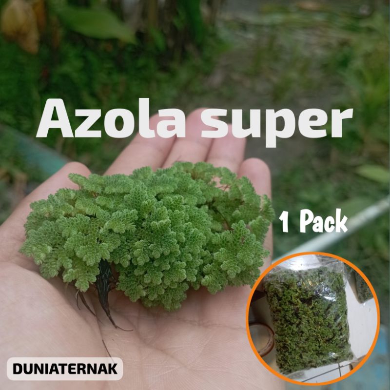 Harga azola pakan ternak Terbaru Sep 2025 | BigGo Indonesia