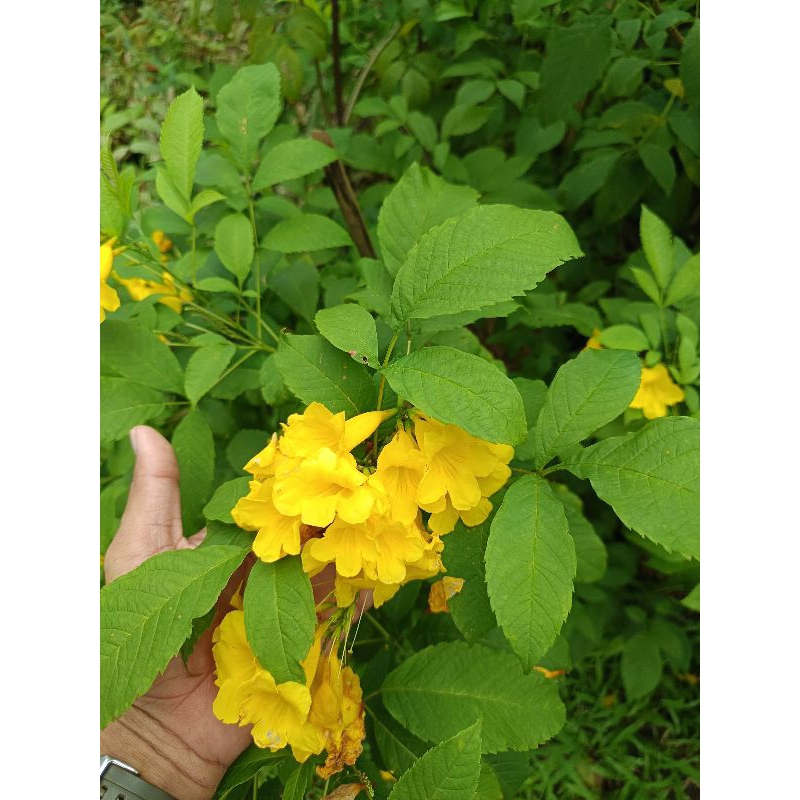 Harga tecomaria tanaman Terbaru Feb 2026 | BigGo Indonesia