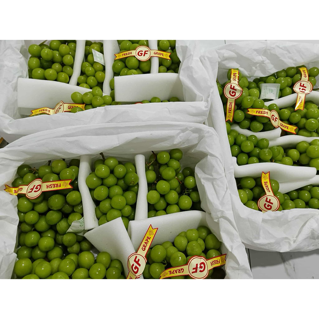 Harga anggur muscat hijau 1kg Terbaru Okt 2025 | BigGo Indonesia