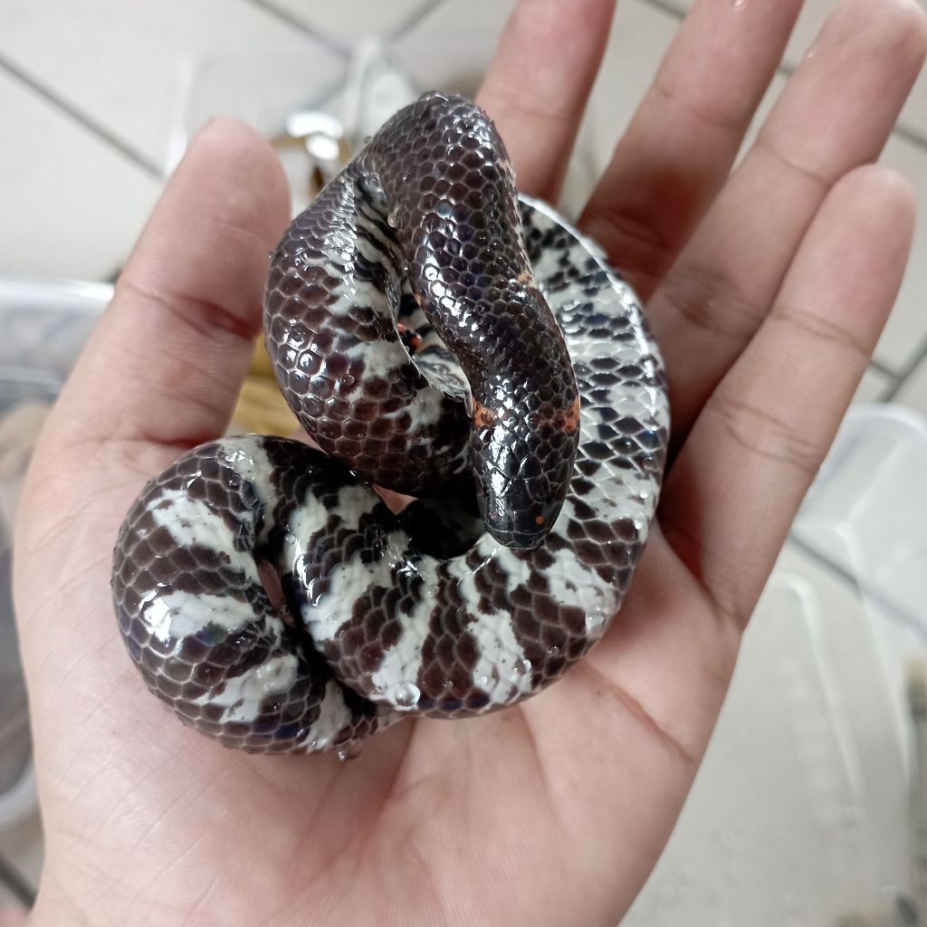 Harga pipe snake Terbaru Sep 2025 | BigGo Indonesia
