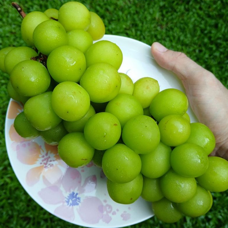 Harga Anggur Muscat 1 KG Terbaru Jan 2026 | BigGo Indonesia