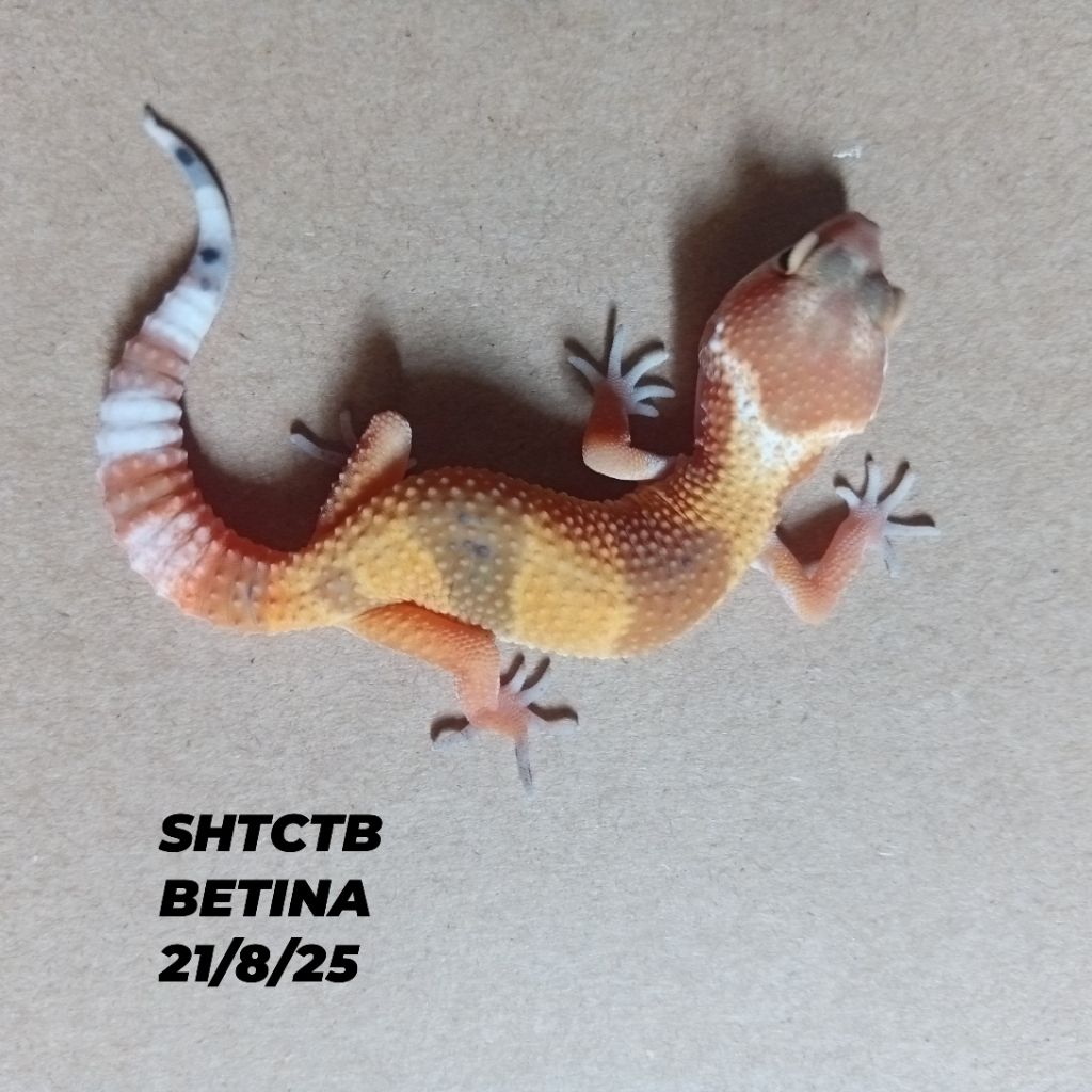 Harga shtctb gecko Terbaru Okt 2025 | BigGo Indonesia