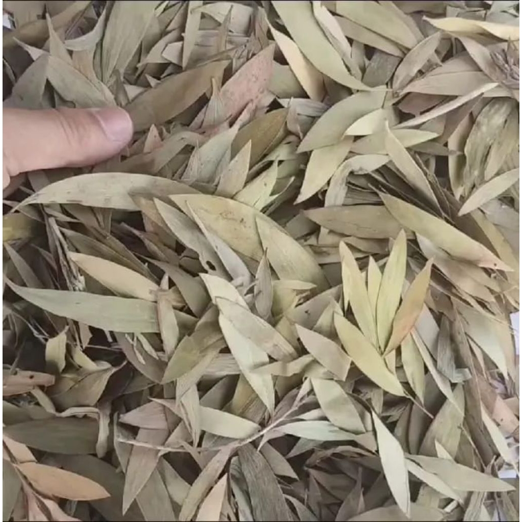 Harga Daun Kayu Putih Kering Terbaru Jun 2026 | BigGo Indonesia