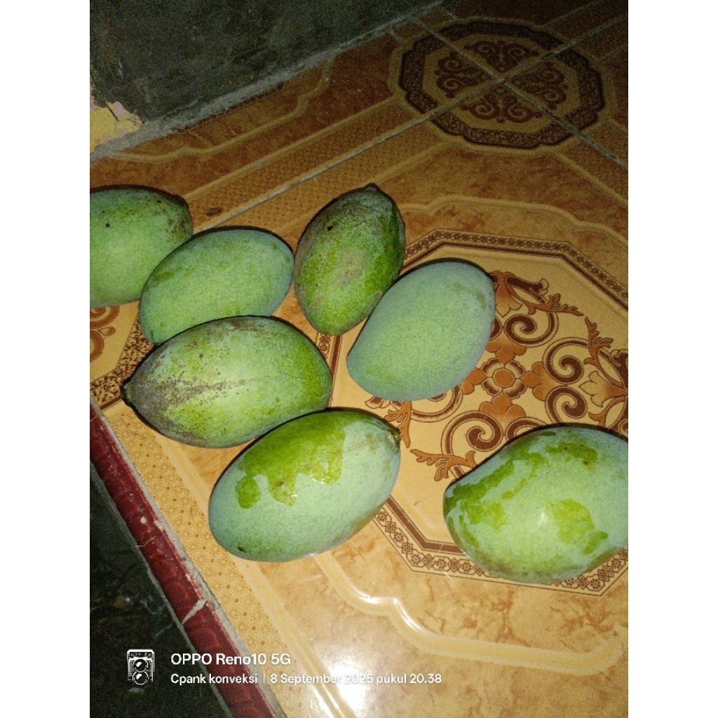 Harga Mangga Muda 1 KG Terbaru Nov 2025 | BigGo Indonesia