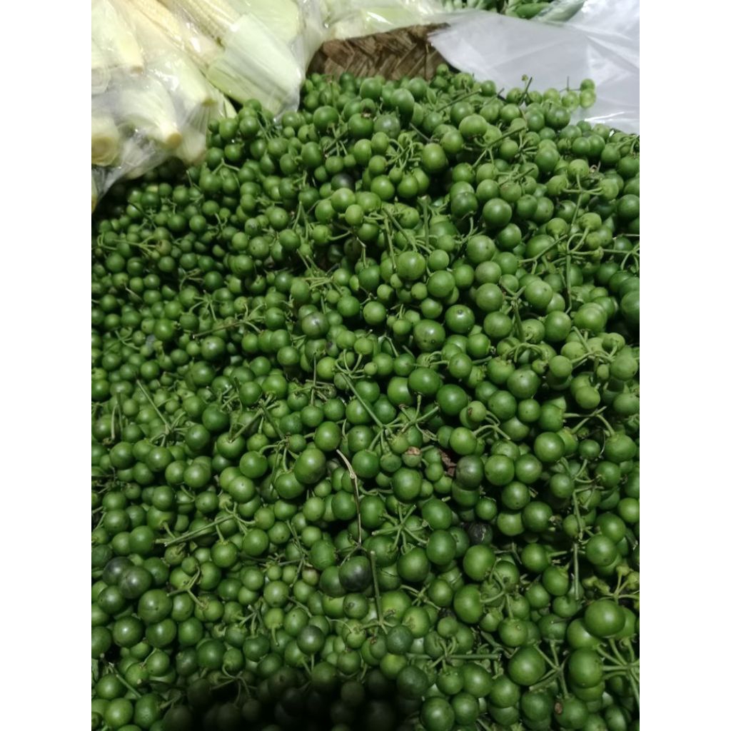 Harga leunca 1kg Terbaru Mei 2026 | BigGo Indonesia