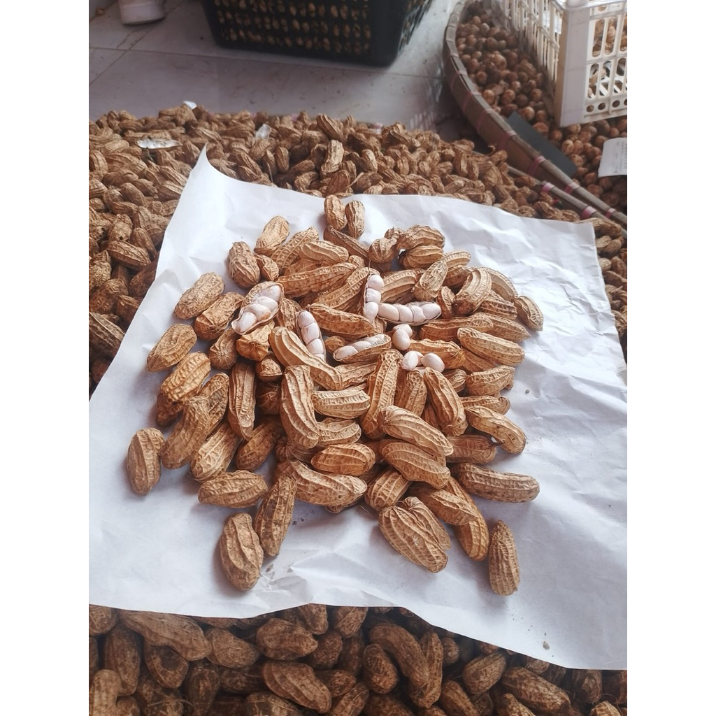 Harga Kacang Garuda 1KG Terbaru Mar 2026 | BigGo Indonesia