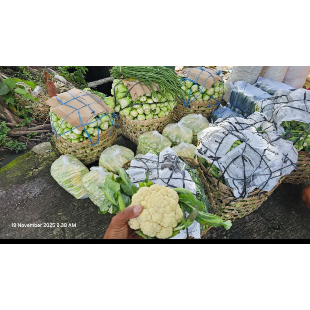 Harga Bunga KOL 1KG Terbaru Jun 2026 | BigGo Indonesia