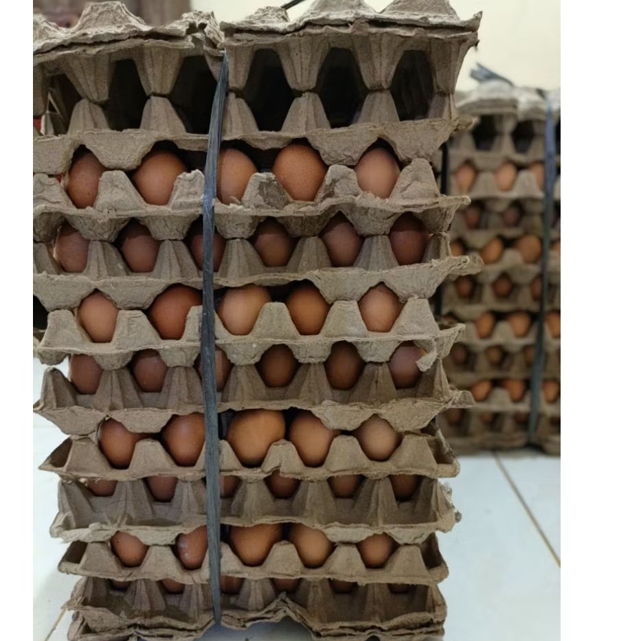 Harga 1 peti telur ayam Terbaru Jan 2026 | BigGo Indonesia