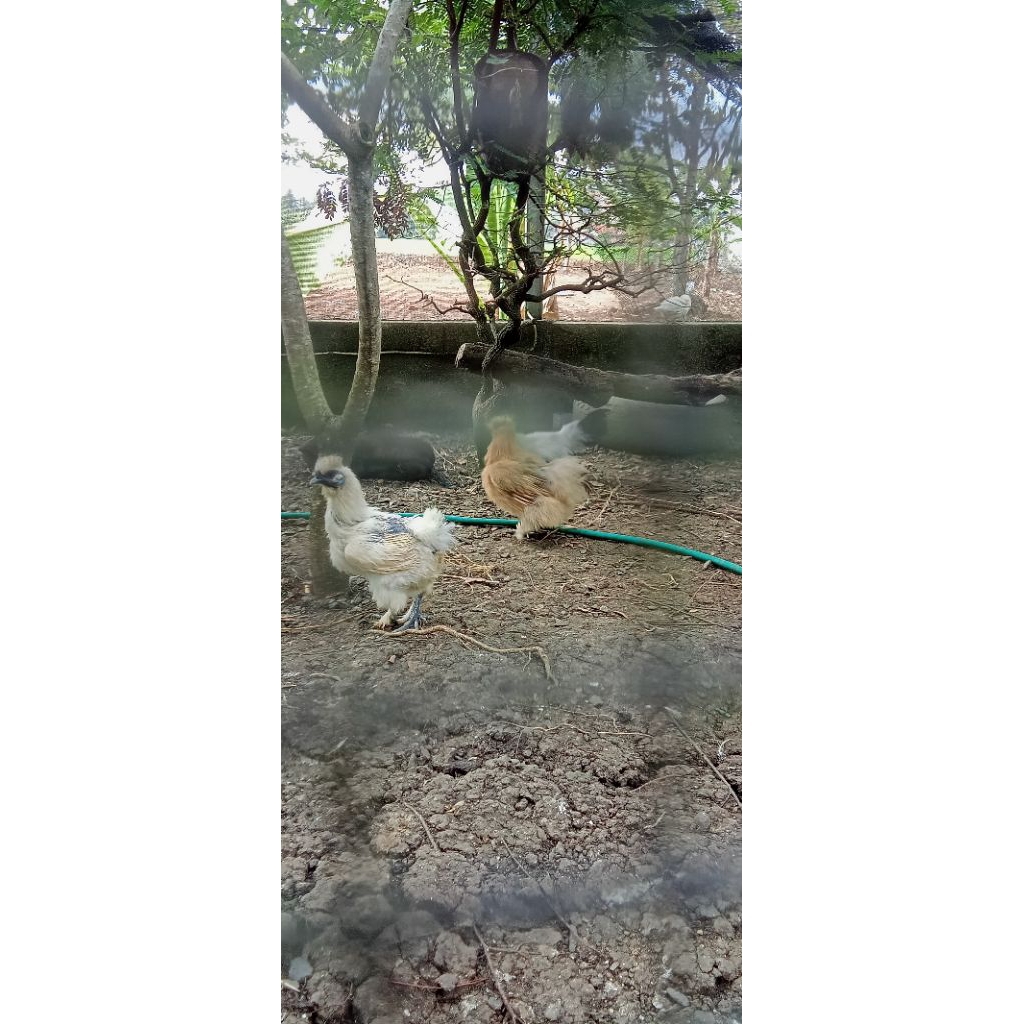Harga Ayam Kapas Silky Terbaru Jun 2026 | BigGo Indonesia