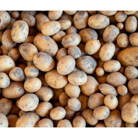 Harga harga kentang per kg Terbaru Apr 2026 | BigGo Indonesia