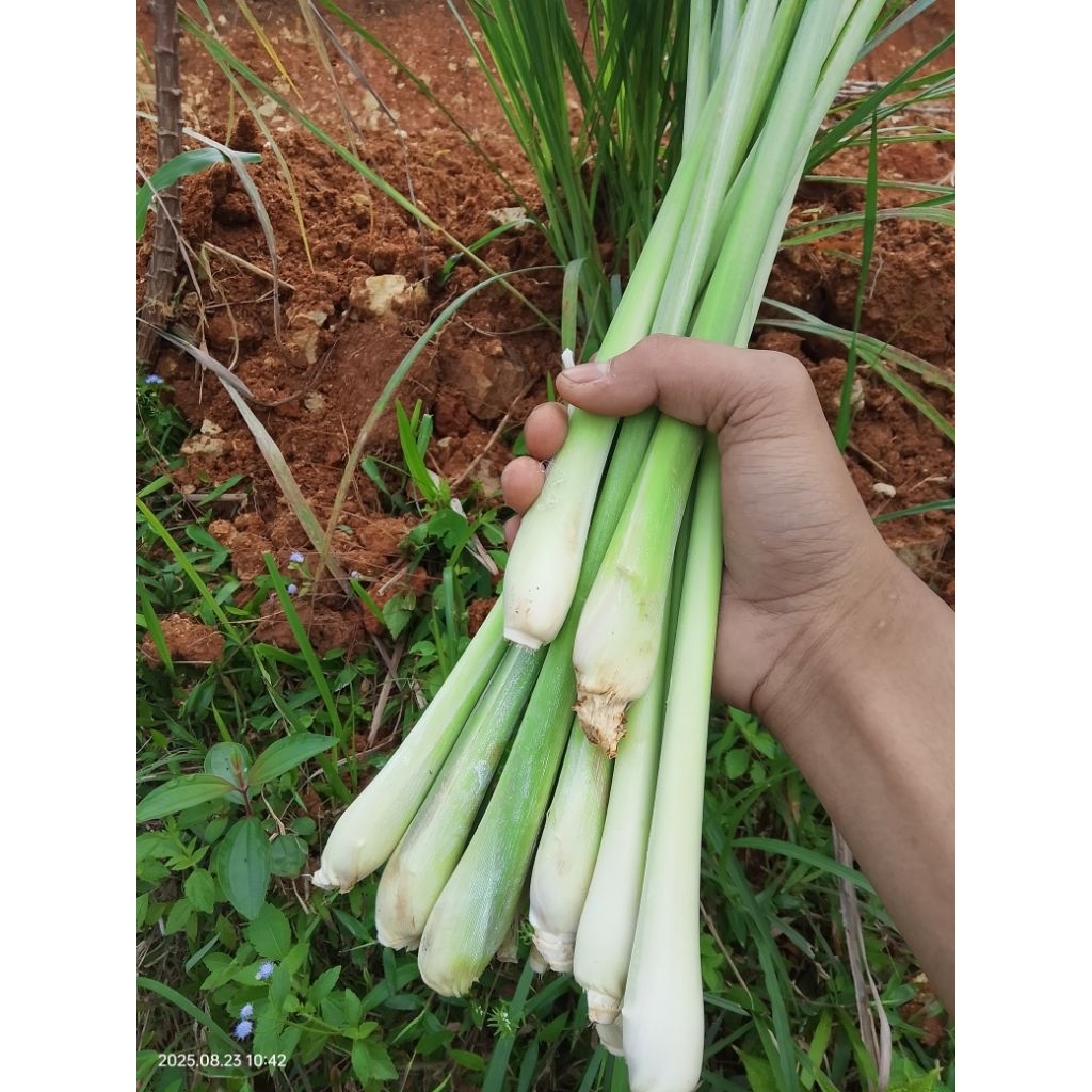 Harga sereh 1kg jumbo Terbaru Jun 2026 | BigGo Indonesia