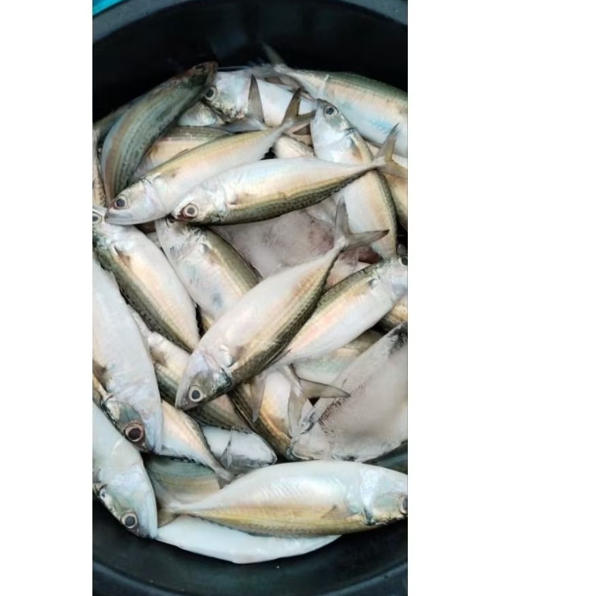 Harga ikan kembung fresh 1 kg Terbaru Mar 2026 | BigGo Indonesia