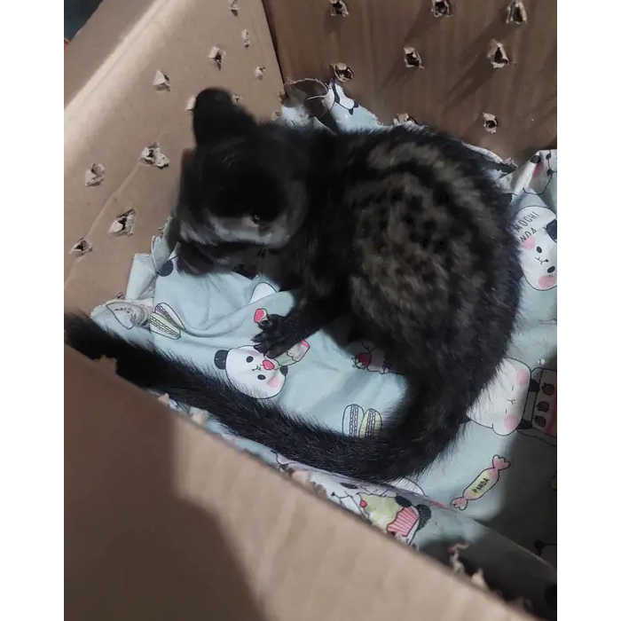 Harga musang pandan Terbaru Jun 2026 | BigGo Indonesia