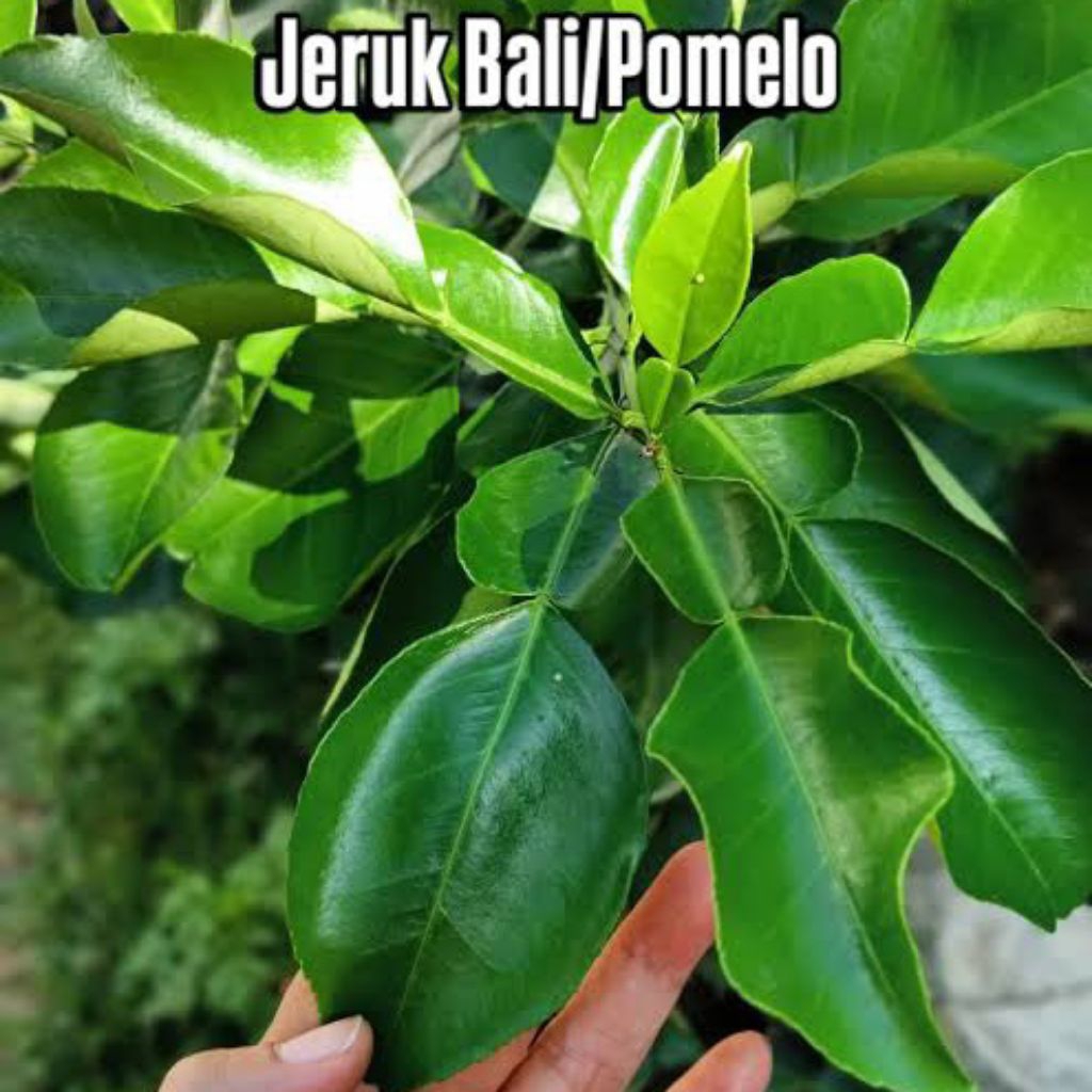 Harga Harga jeruk bali per kg Terbaru Jun 2026 | BigGo Indonesia