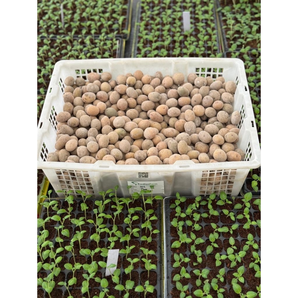 Harga harga kentang per kg Terbaru Jun 2026 | BigGo Indonesia