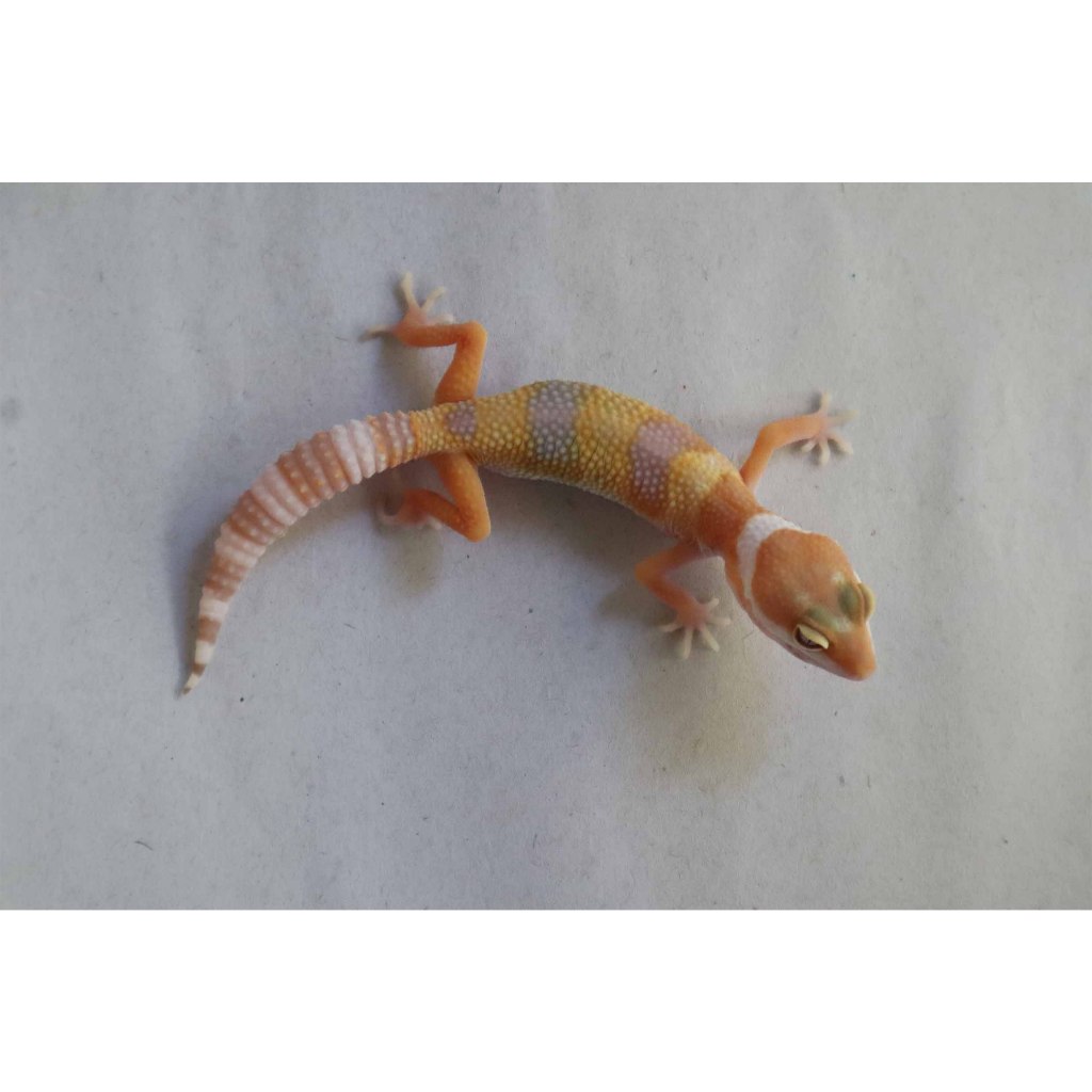 Harga Leopard Gecko Tangerine Terbaru Jun 2026 | BigGo Indonesia