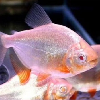 Harga Pacu Albino Tankmate Terbaru Jun 2026 | BigGo Indonesia