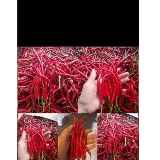Harga cabe merah 1 kg Terbaru Apr 2026 | BigGo Indonesia