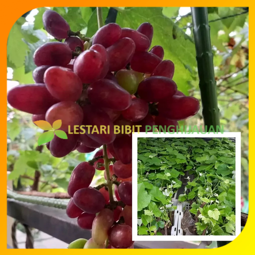 Jual Bibit Anggur Import Taldun Hasil Grafting Cepat Berbuah | Shopee ...