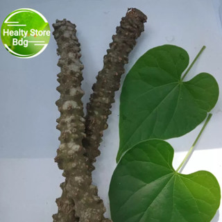 Jual Batang Batrawali Atau Patrawali Brotowali Segar Per batang ...