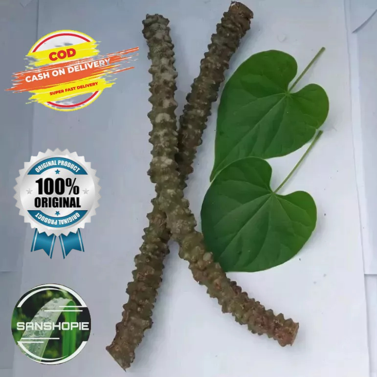 Jual Batrawali Batang Brotowali Patrawali Segar per batang 20 cm. BISA ...