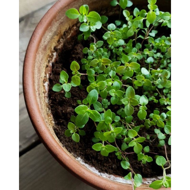 Jual Tanaman Herbal daun Timi thyme / Daun mini tymi temi tami / Thymus ...