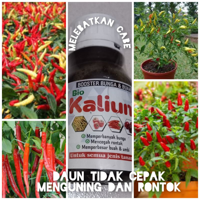 Jual Pupuk Cabe atau Cabai Agar Berbuah Lebat | Shopee Indonesia