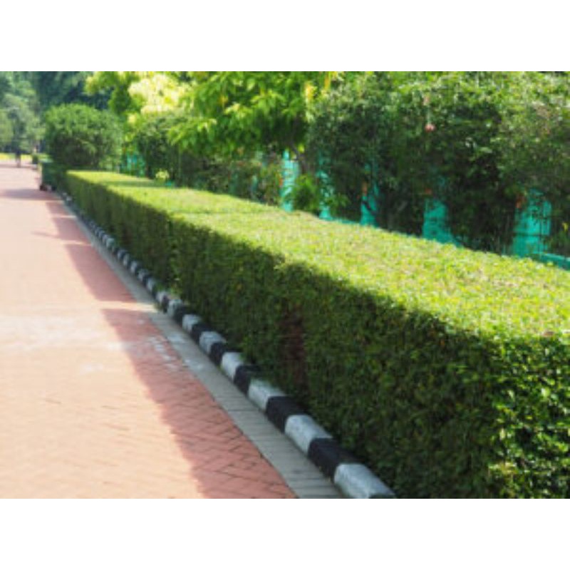 Jual Tanaman Teh Tehan / Teh Pagar / Acalypha Siamensis / Teh Tehan ...