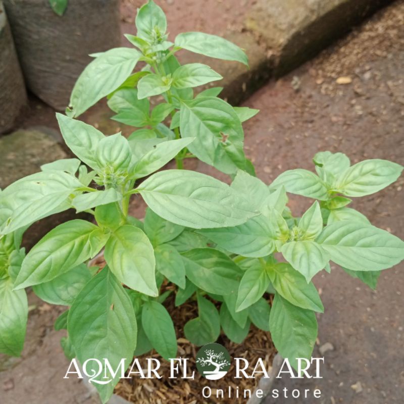 Jual TANAMAN KEMANGI | POHON KEMANGI | SELASIH | Shopee Indonesia