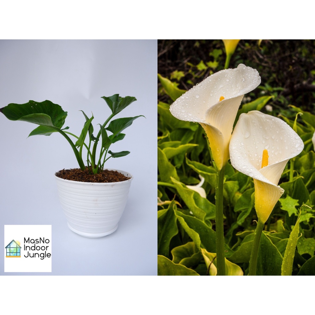 Jual Tanaman Hias Bunga Cala Lily - Tanaman Hias Hidup Berakar dan Siap ...