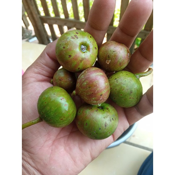 Jual Buah loa 300gram | Shopee Indonesia