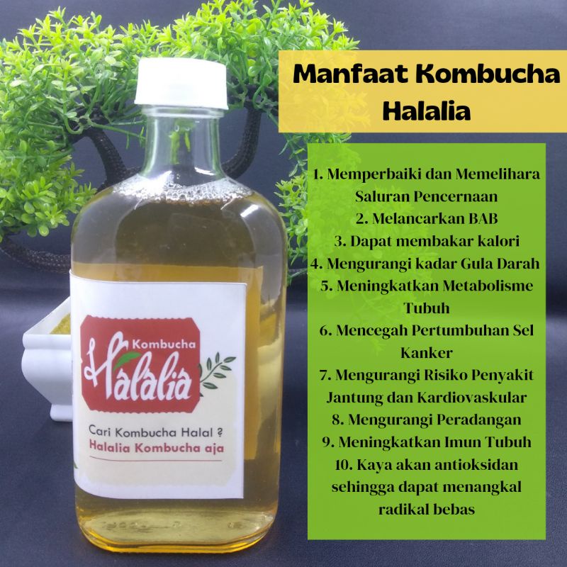 Jual Kombucha Halal dari Halalia | Shopee Indonesia