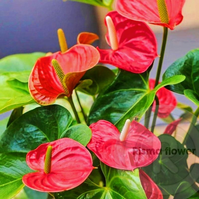 Jual Tanaman hias pohon anthurium micky mouse bunga merah hati ...