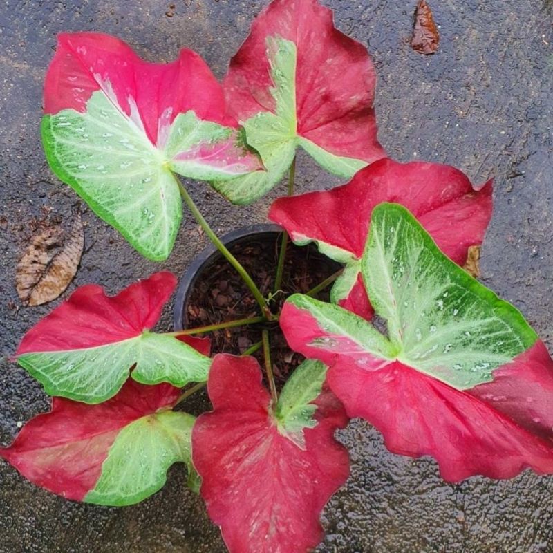 Jual Caladium Shy Cool / bunga keladi / tanaman hias keladi murah ...