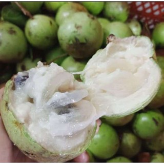 Jual manecu kenitu | Shopee Indonesia