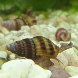 Jual KEONG ASSASIN PEMBASMI KEONG HAMA AQUASCAPE | Shopee Indonesia