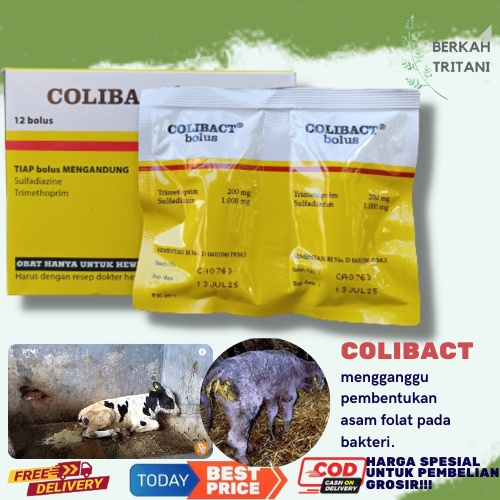 Jual COLIBACT 1 BOLUS SANBE - Obat Antibakteri Hewan Ternak Berdaya ...