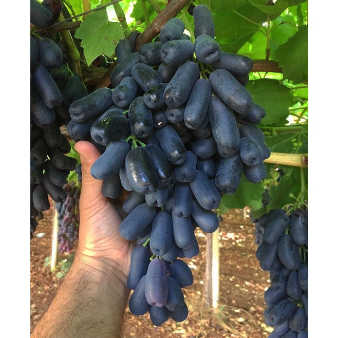 Jual Anggur Jari moondrop 1kg | Shopee Indonesia