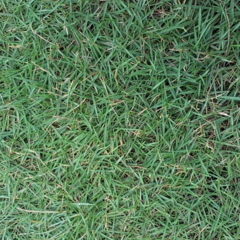 Jual Jual Rumput Peking Jepang - Rumput Jepang Hijau | Shopee Indonesia