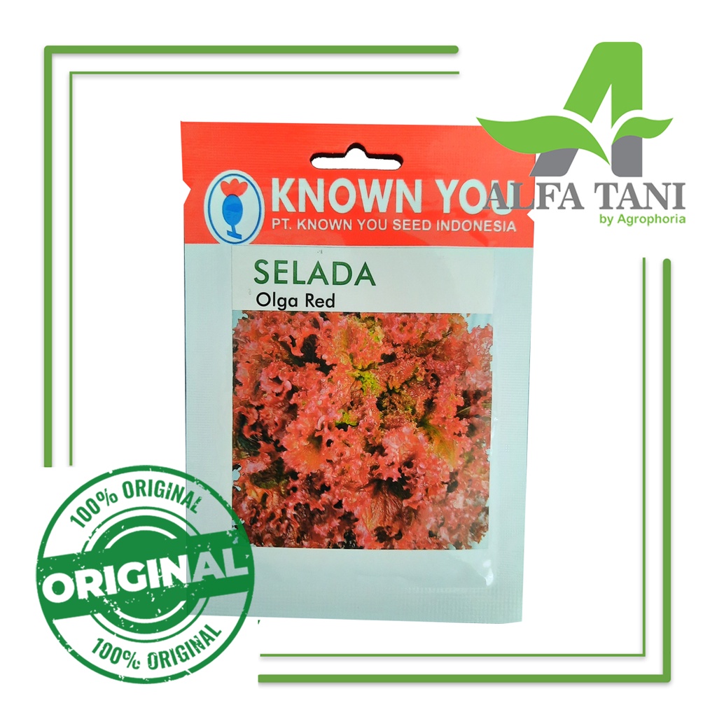 Jual Benih Selada Merah Olga Red 5 gram / Selada Keriting / Known You Seed | Shopee Indonesia