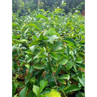 Jual Tanaman Teh Tehan / Teh Pagar / Acalypha Siamensis / Teh Tehan ...