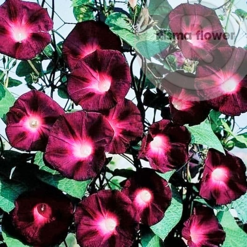 Jual Tanaman hias pohon bunga morning glory merah maroon / promo super ...