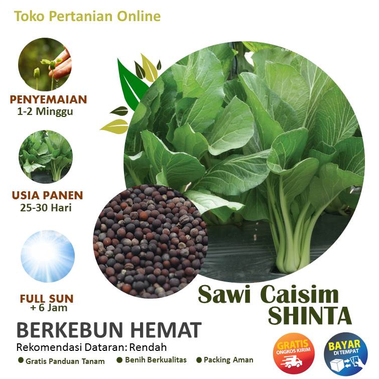 Jual 250 Biji Benih Sawi Caisim SHINTA sawi hijau batang besar Untuk ...