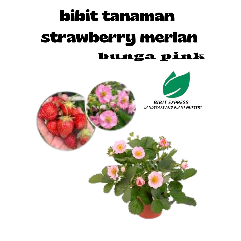 Jual Bibit Tanaman strawberry merlan/strawberry bunga pink kondisi ...
