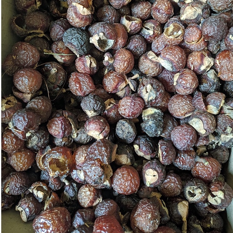 Jual Buah Lerak tanpa Biji 500 gram sapindus klerek soap nut sabun ...