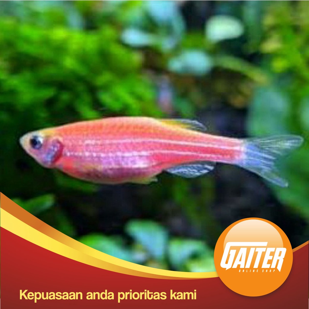Jual Ikan Hias Danio Zebra Pink | Shopee Indonesia