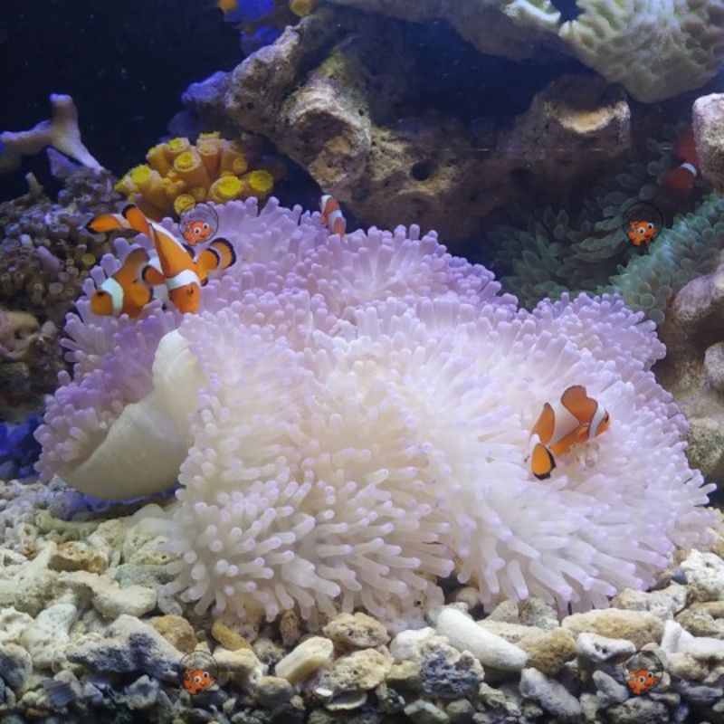 Jual Anemon Clownfish Anemon Clown (Rumah Nemo) Air Laut size M-L ...