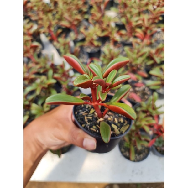 Jual Peperomia Rubella | Shopee Indonesia