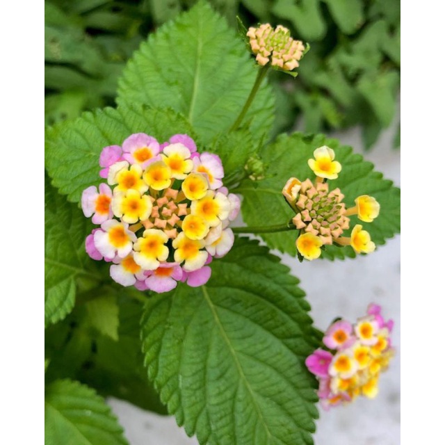 Jual Tanaman hias Tembelekan ping kuning / bunga tahi ayam pink kuning ...